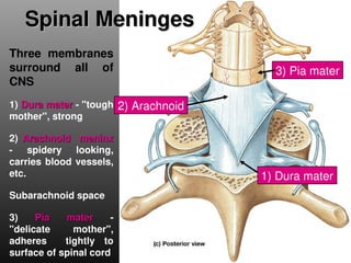 spinal cord original.☆SHARED BY PHYSIOGENIC.05 (03137864012 03464665381 ...