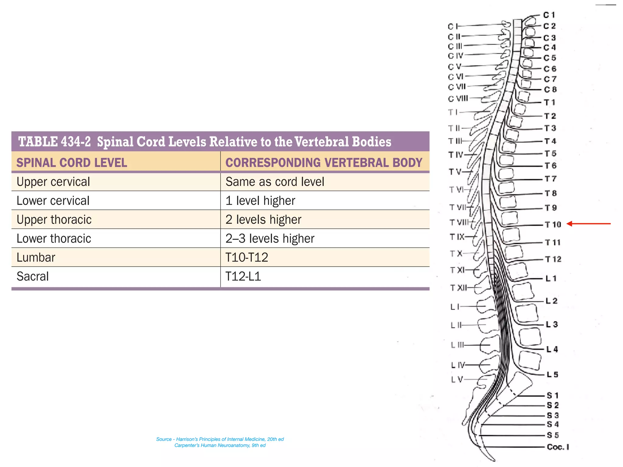 Neuro-Anatomy of the Spinal Cord | PDF