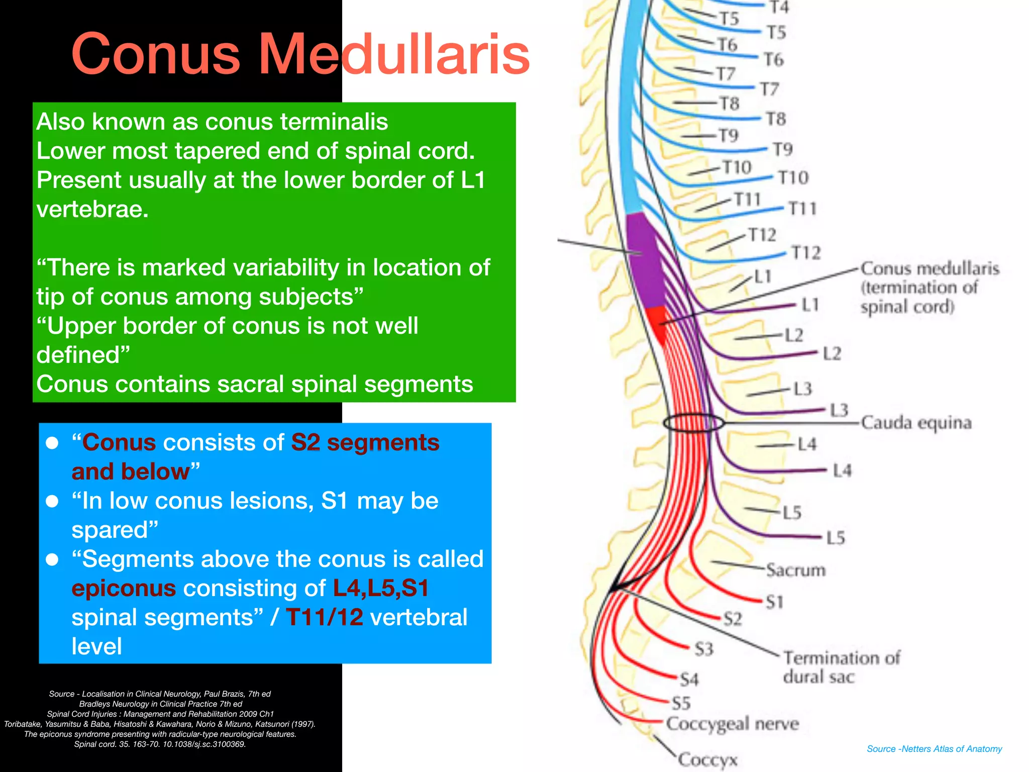 Neuro-Anatomy of the Spinal Cord | PDF