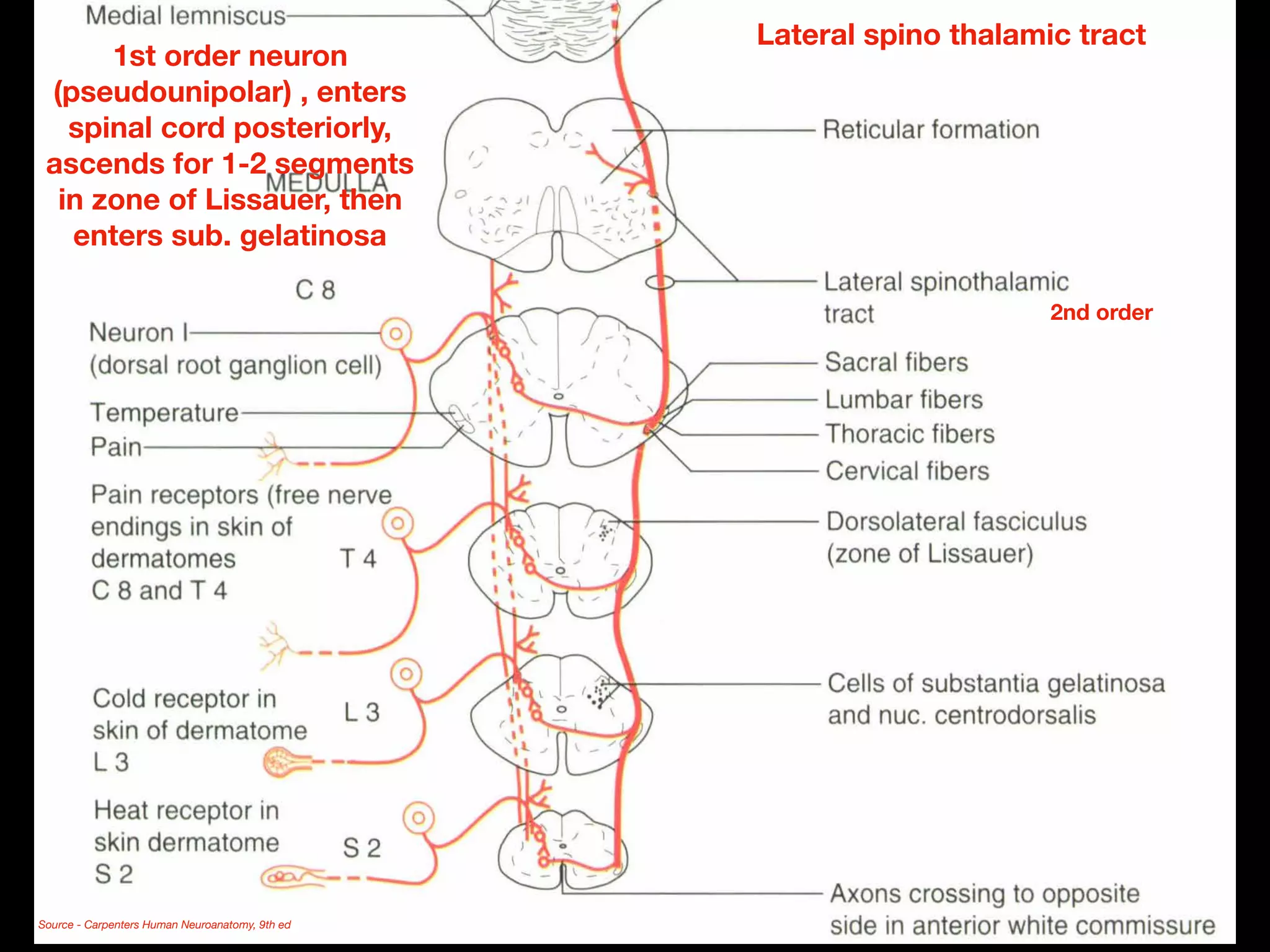 Neuro-Anatomy of the Spinal Cord | PDF