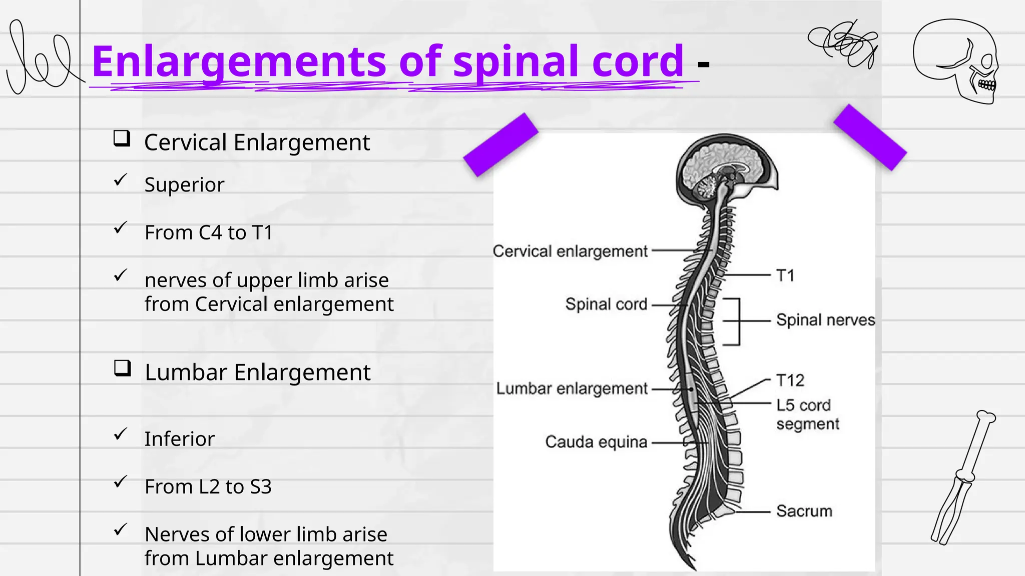 spinal cord anatomy and spinal cord physiology | PPTX