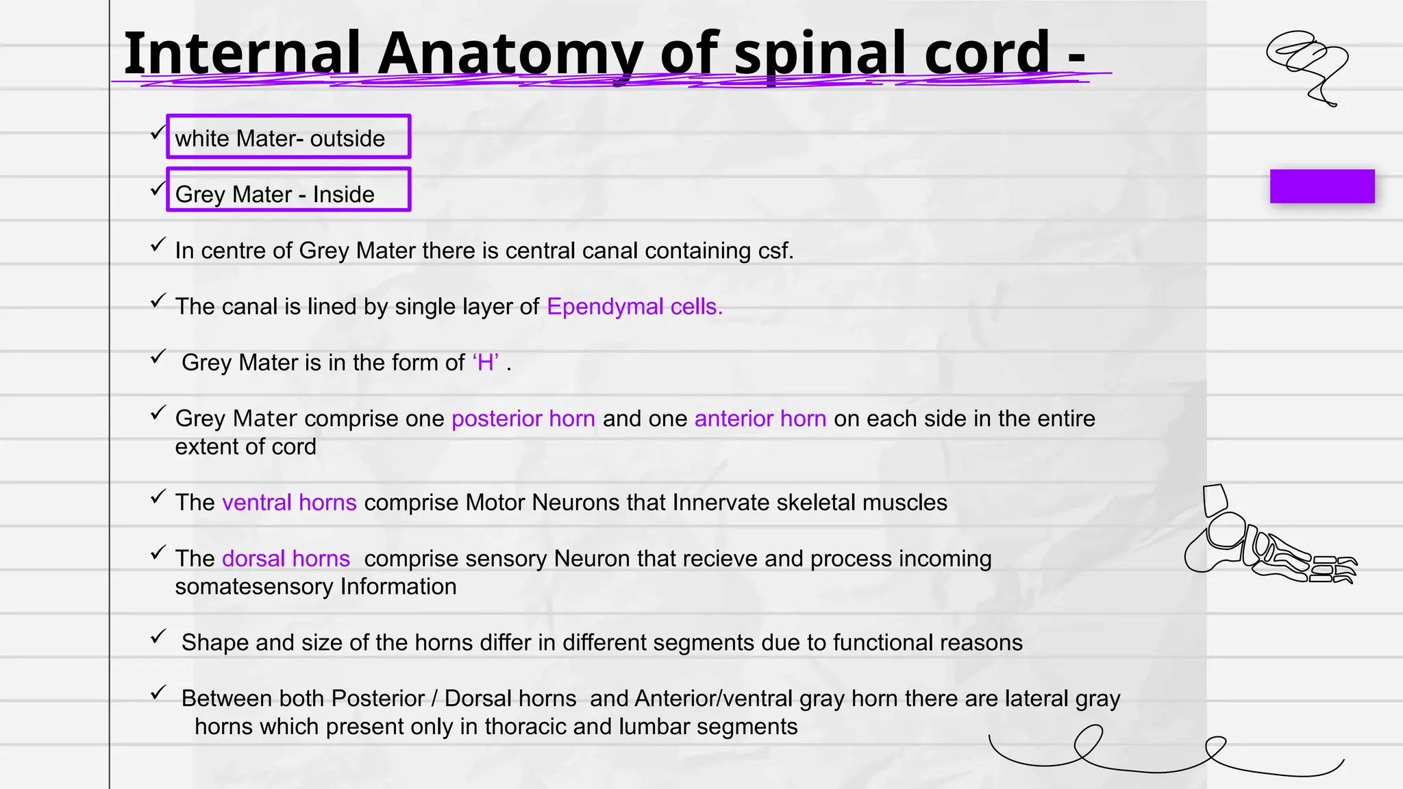 spinal cord anatomy and spinal cord physiology | PPTX
