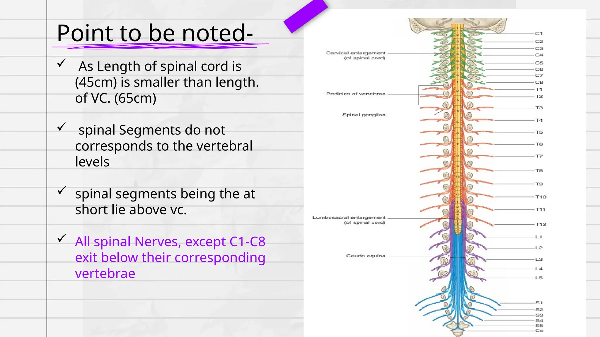 spinal cord anatomy and spinal cord physiology | PPTX
