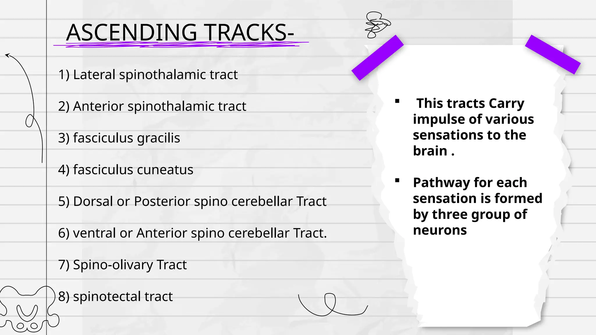 spinal cord anatomy and spinal cord physiology | PPTX