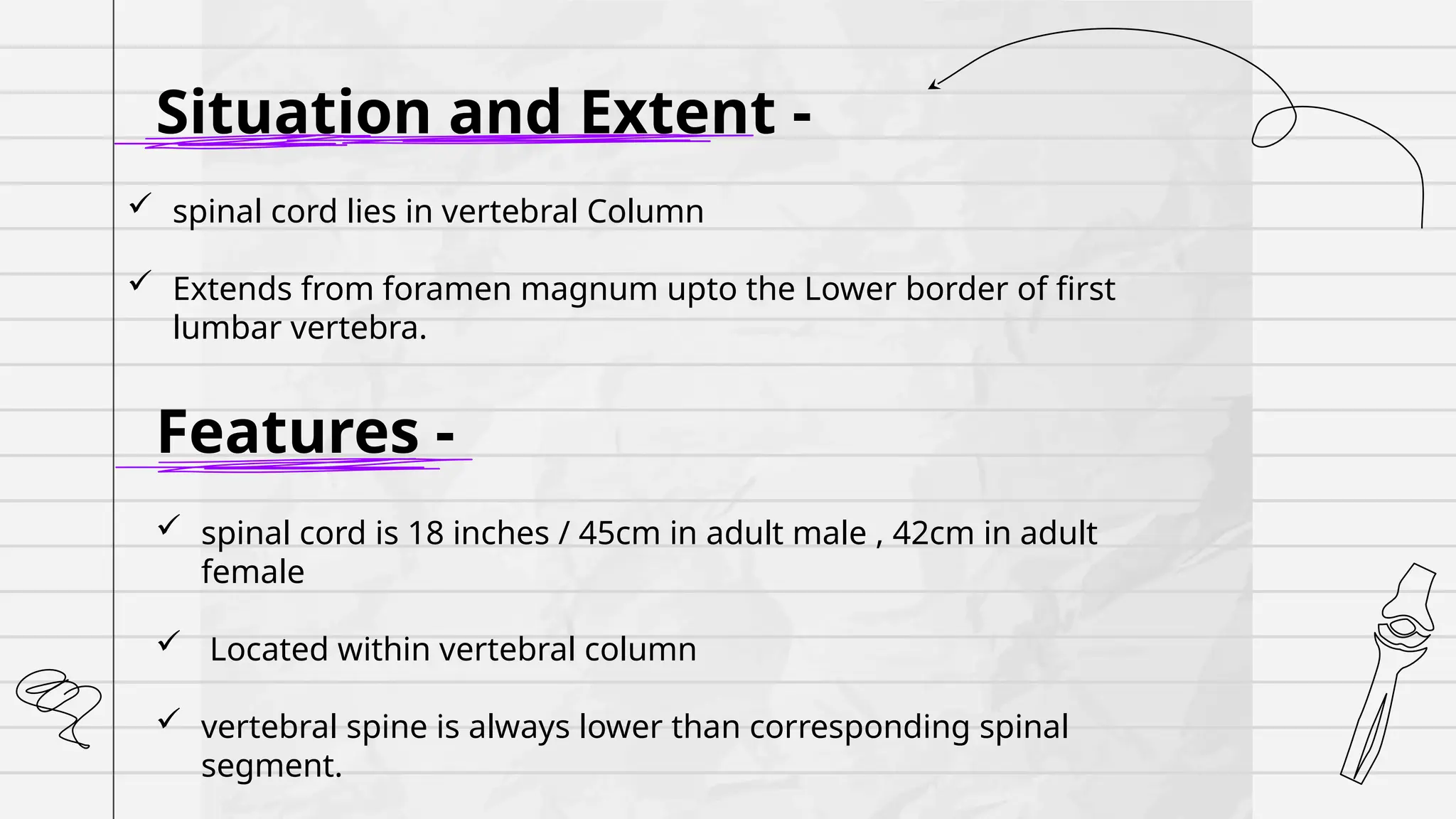 spinal cord anatomy and spinal cord physiology | PPTX