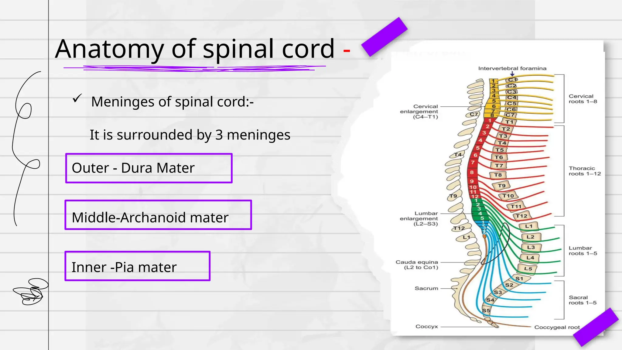 spinal cord anatomy and spinal cord physiology | PPTX