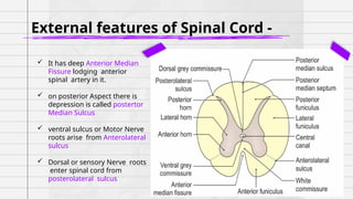 spinal cord anatomy and spinal cord physiology | PPTX