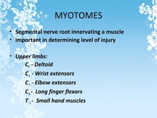 Spinal cord anatomy and injuries. | PPT