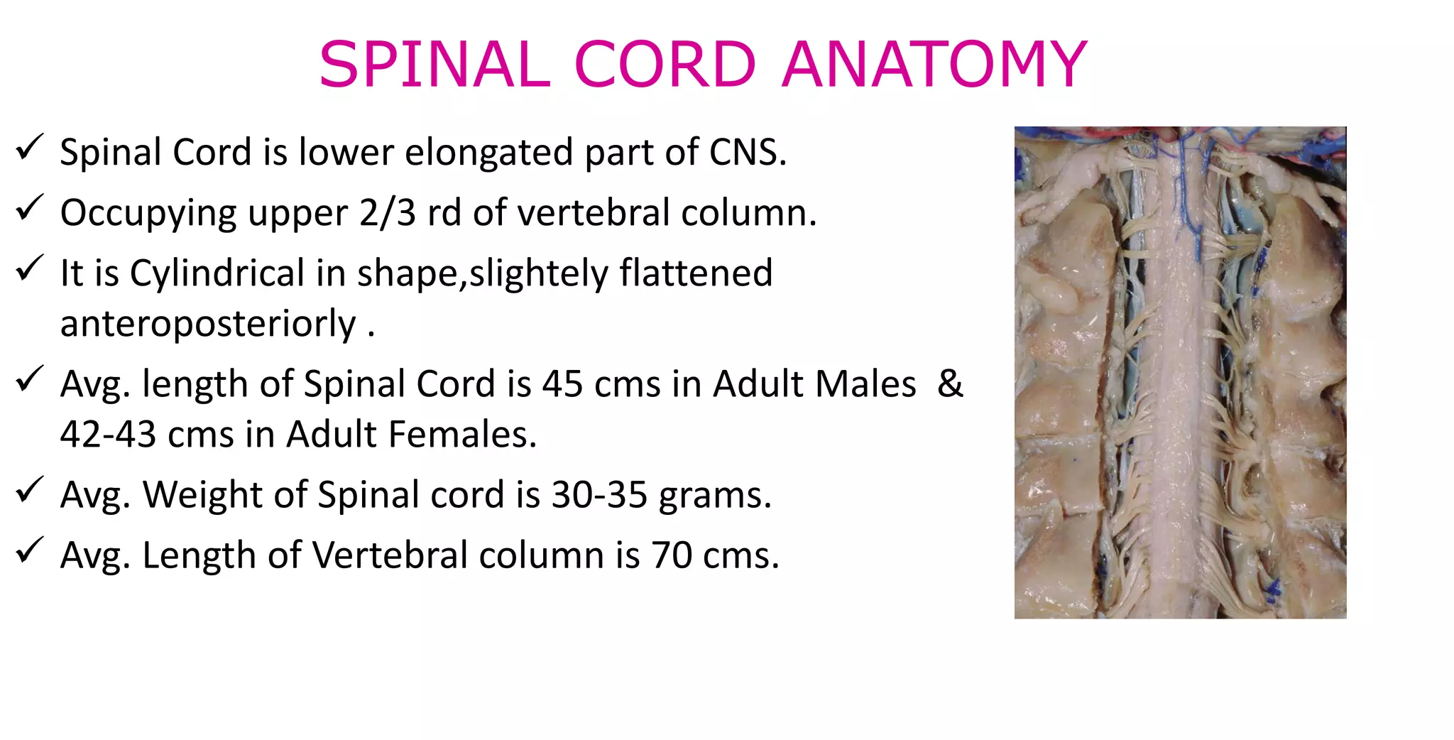 SPINAL CORD PRESENTATION (1) (1).pptx