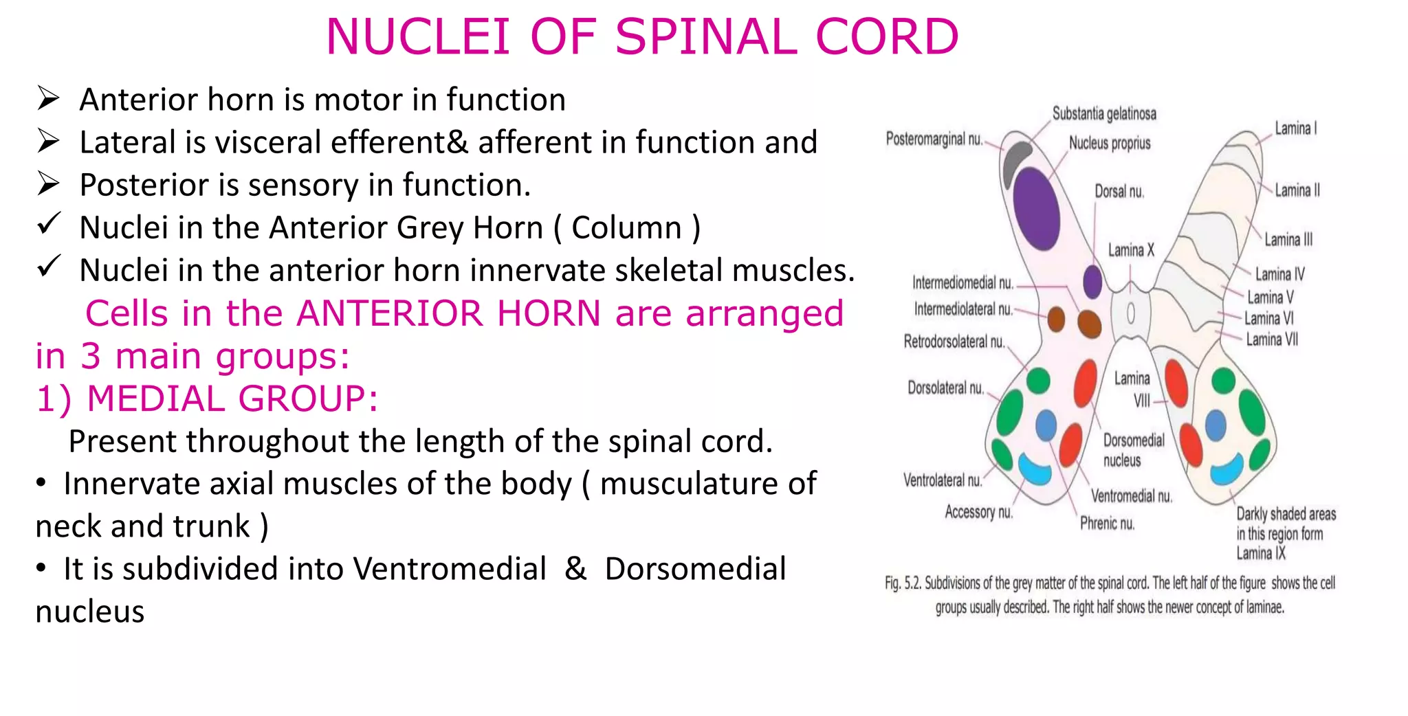 SPINAL CORD PRESENTATION (1) (1).pptx