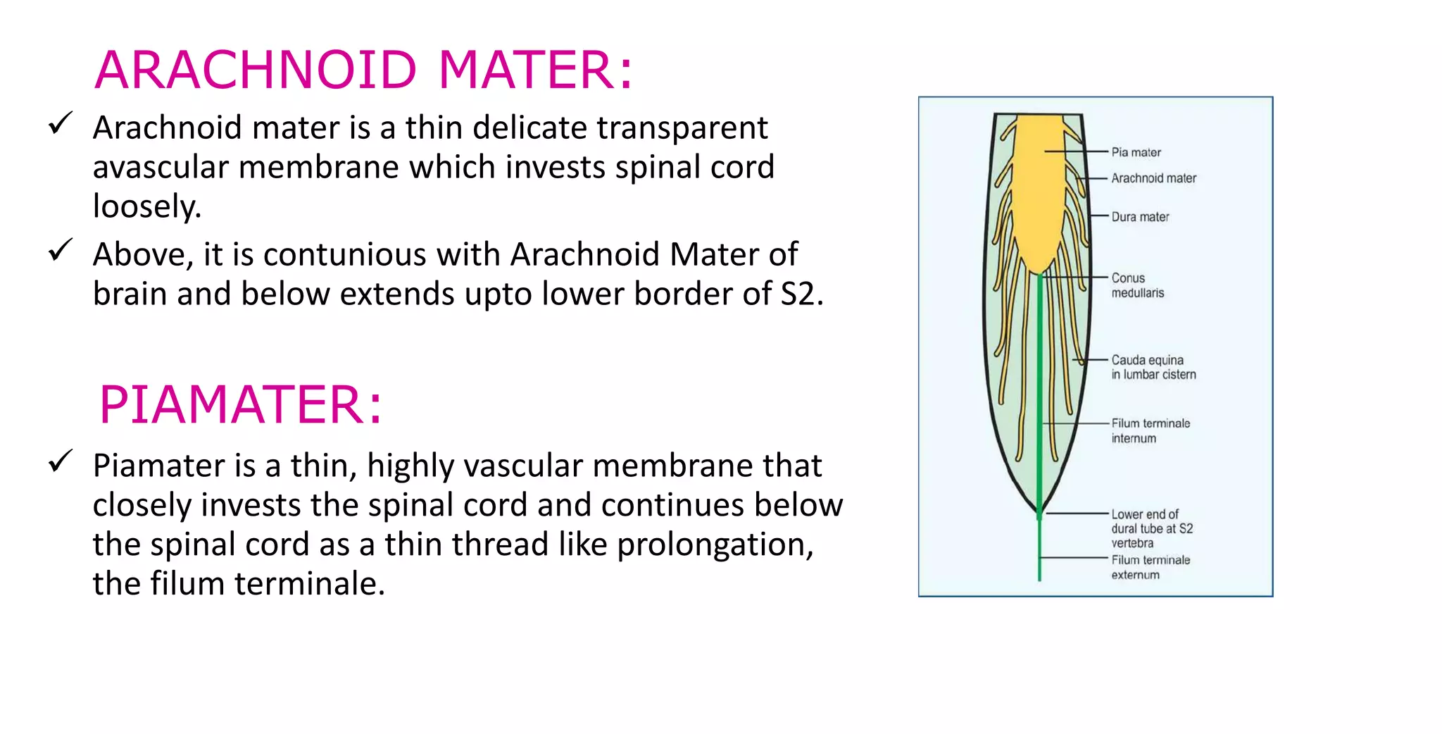 SPINAL CORD PRESENTATION (1) (1).pptx