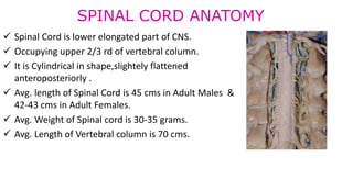 SPINAL CORD PRESENTATION (1) (1).pptx