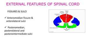 SPINAL CORD PRESENTATION (1) (1).pptx