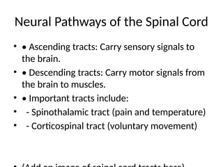 Spinal code presentation based on easy content | PPTX