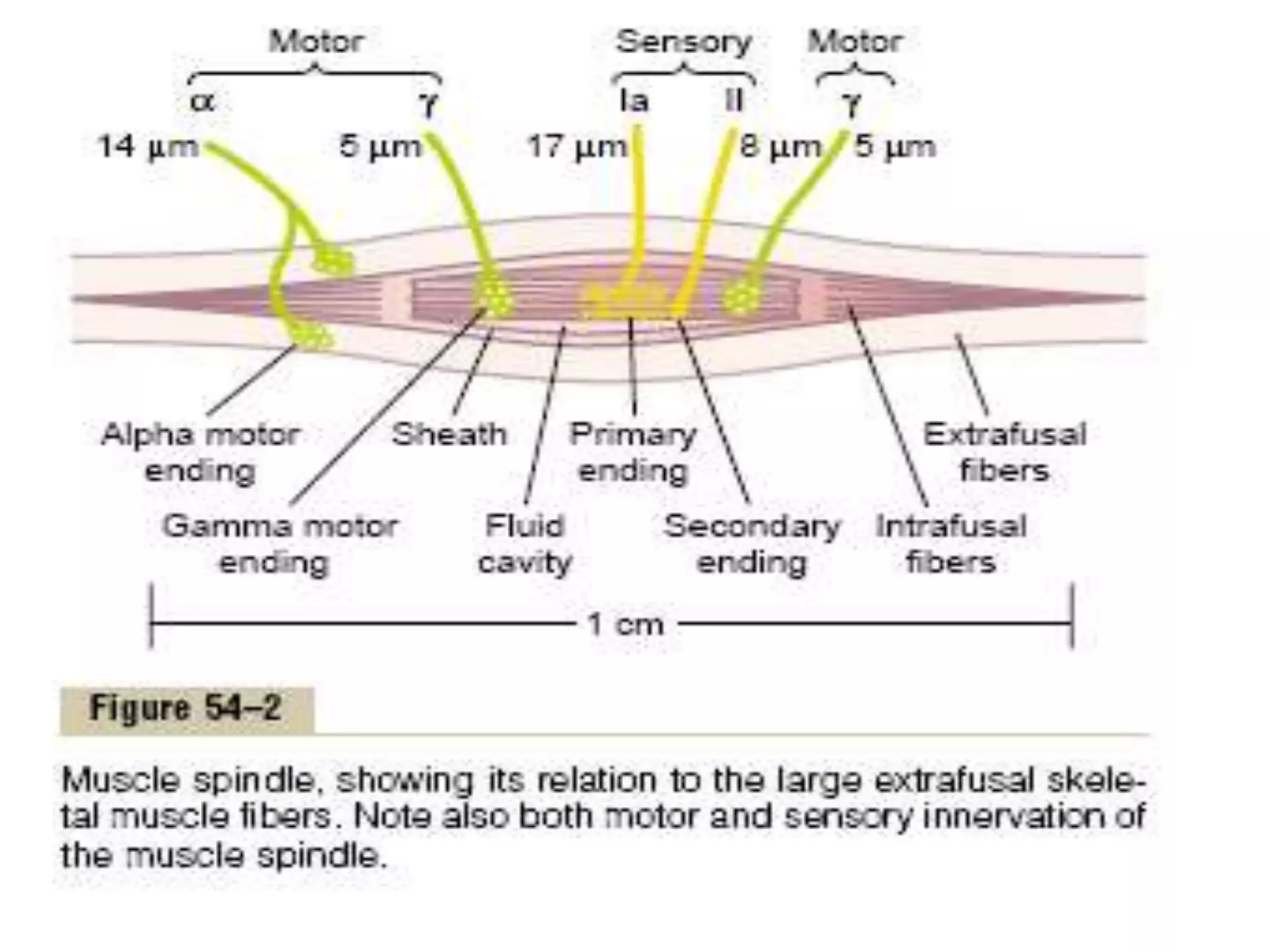Spinal cord reflexes | PPTX