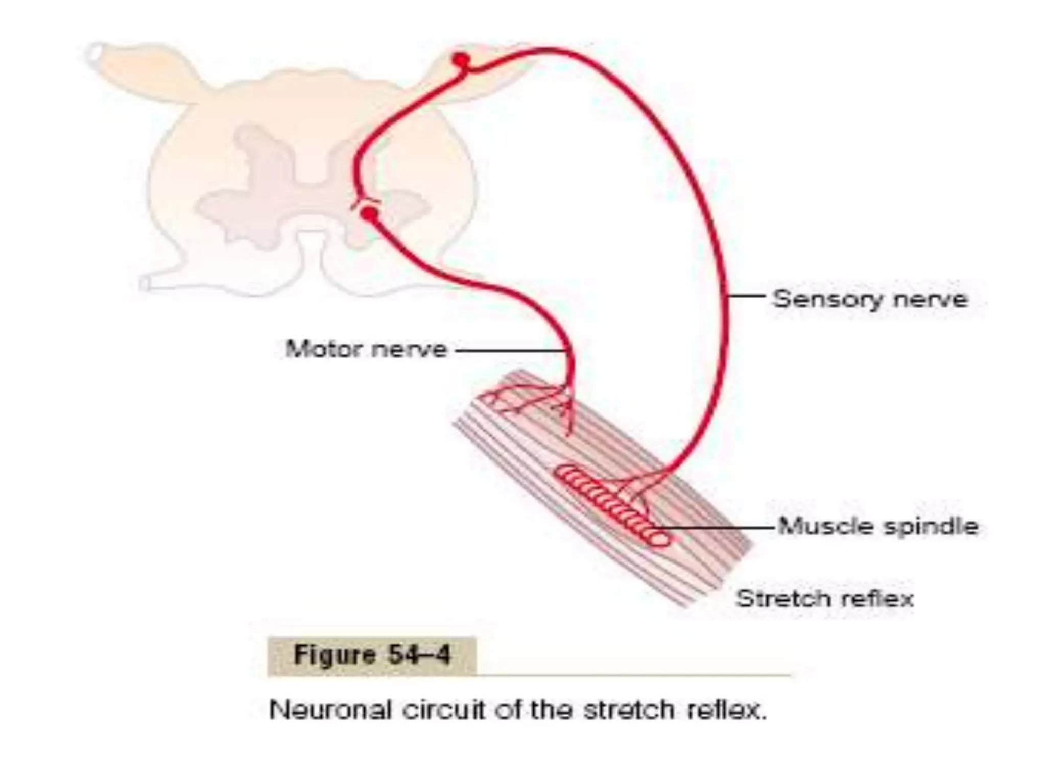 Spinal cord reflexes | PPTX