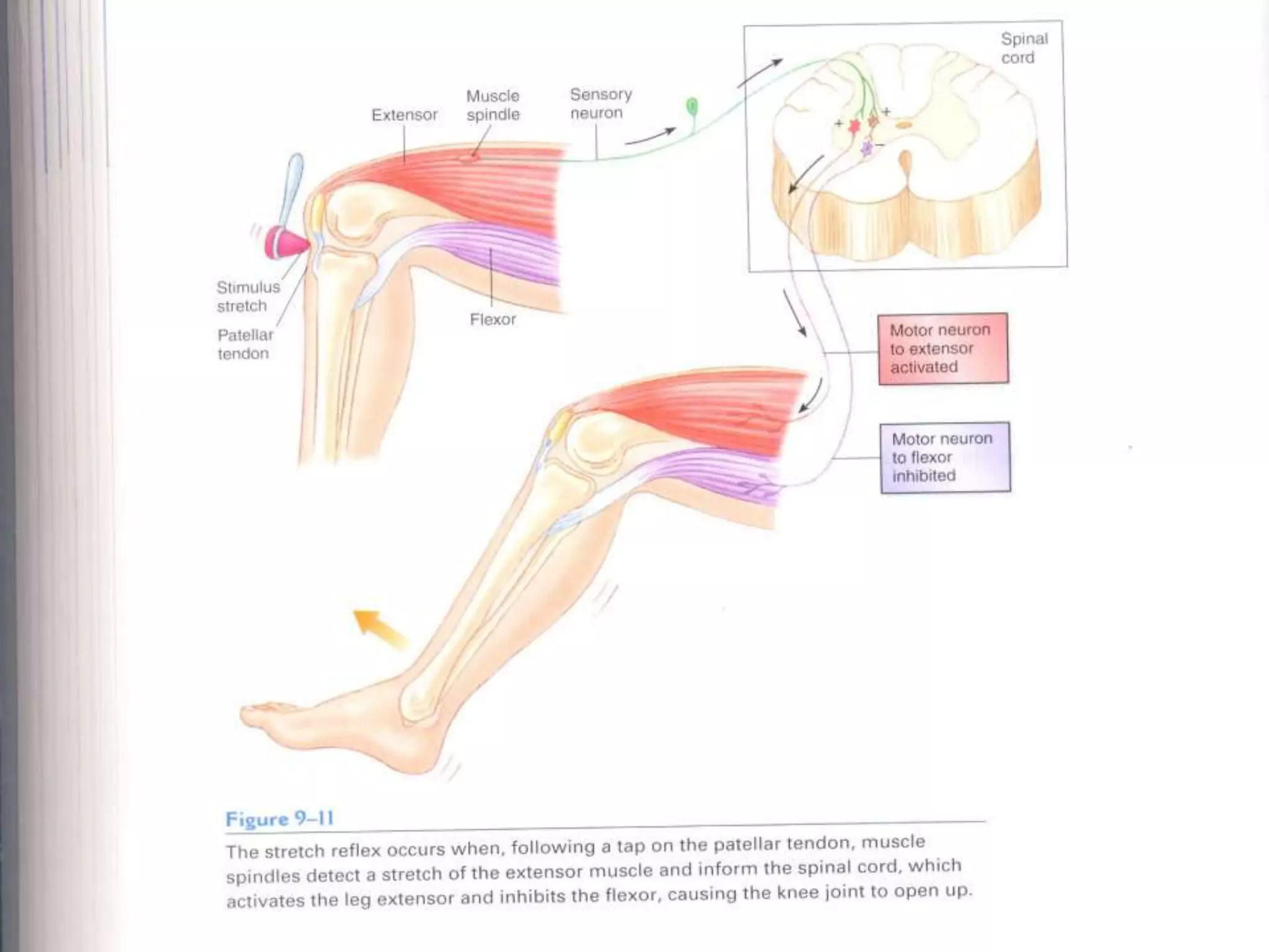 Spinal cord reflexes | PPTX