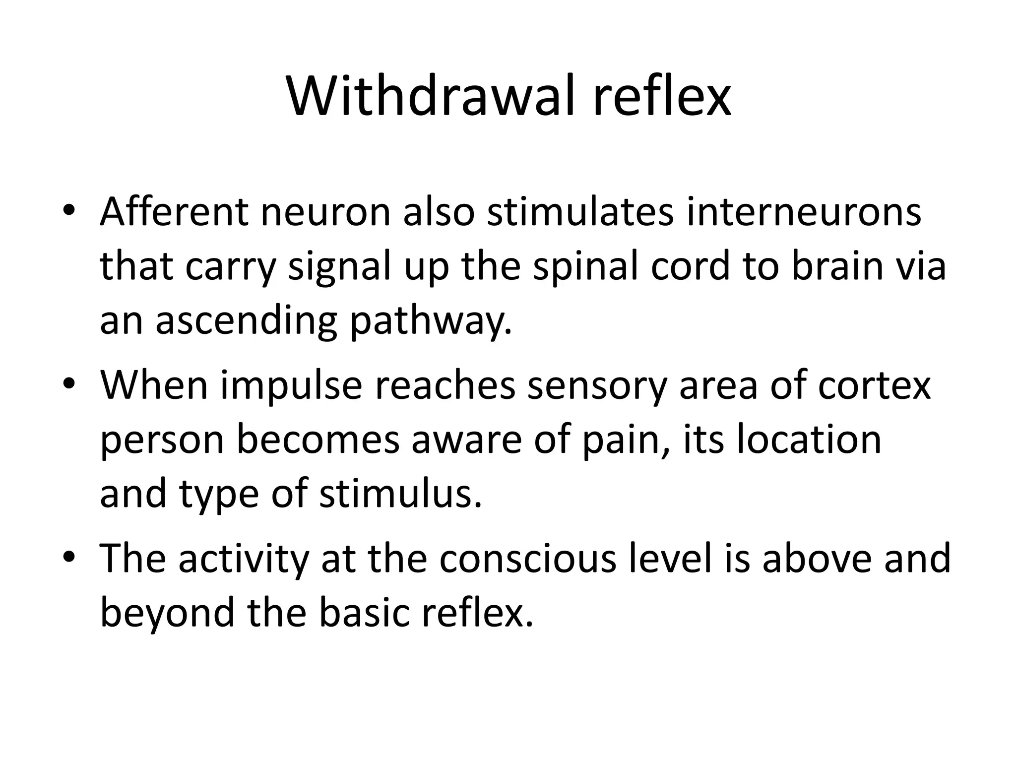 Spinal cord reflexes | PPTX | Death, Injury, or Military Conflict ...
