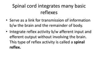Spinal cord reflexes | PPTX