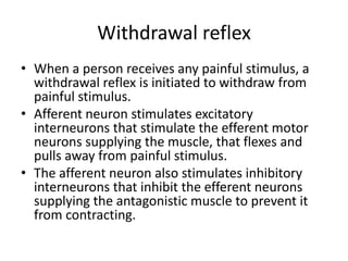 Spinal cord reflexes | PPTX