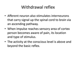 Spinal cord reflexes | PPTX