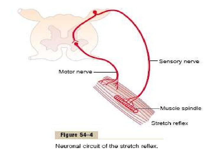The Vertebrae The Spinal Cord And The Reflex Arc Anjung