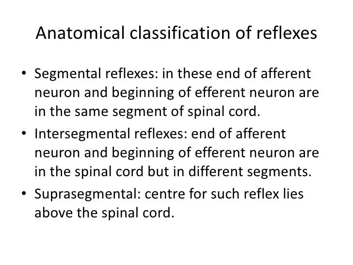 Spinal cord reflexes
