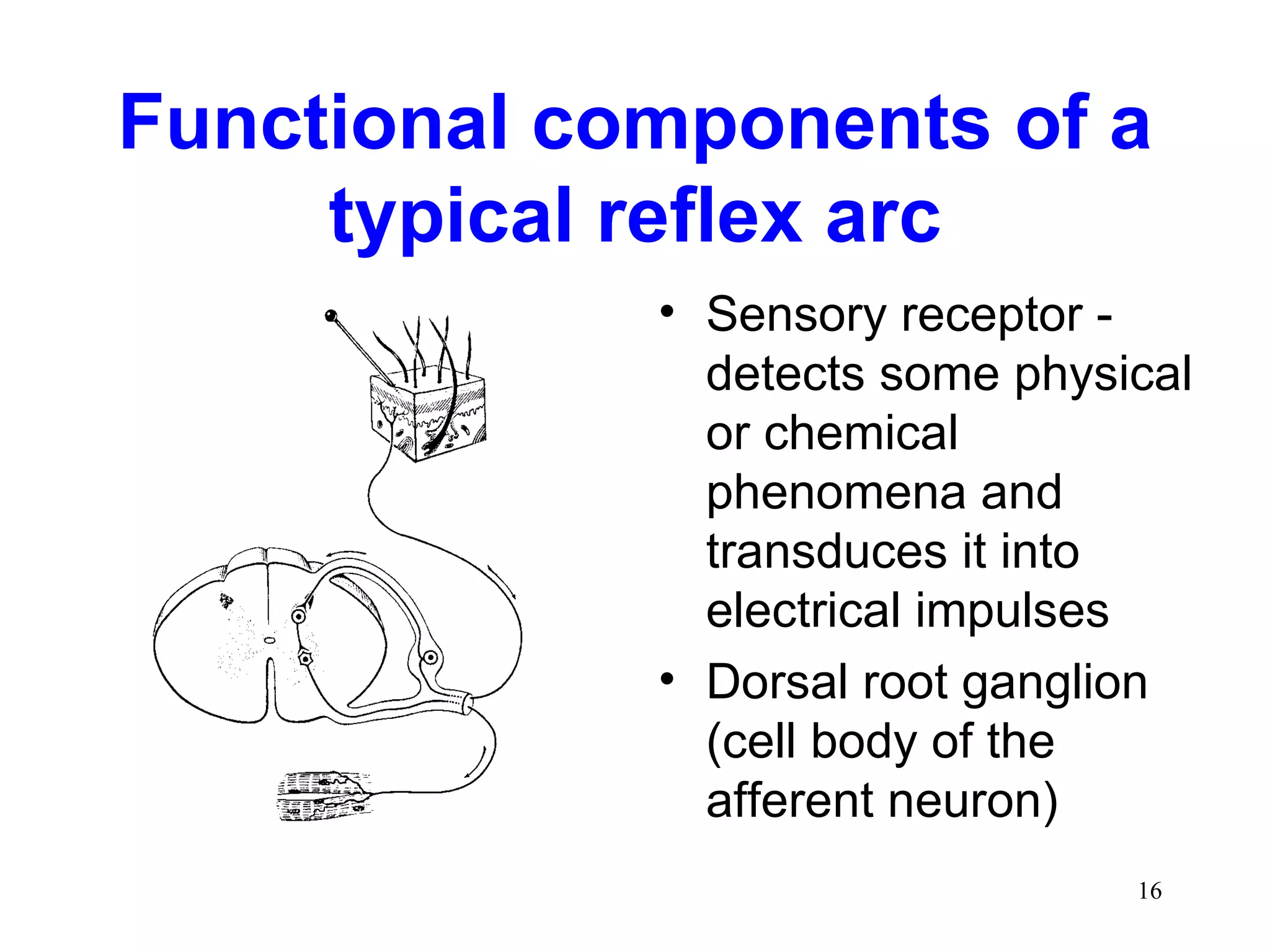 Spinal cord reflexes | PPT