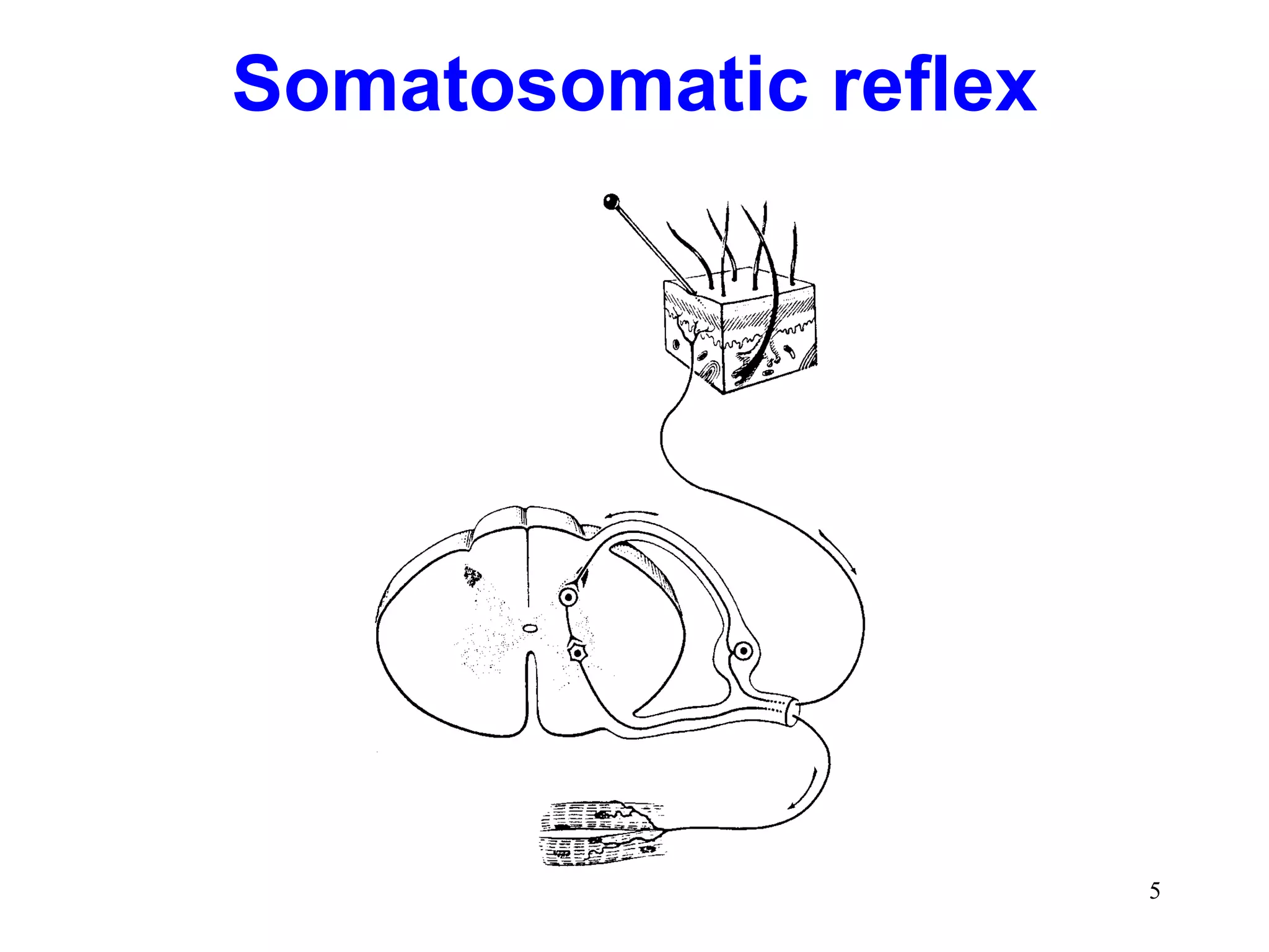 Spinal cord reflexes | PPT