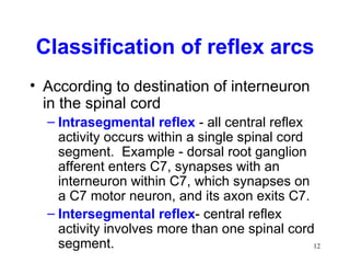 Spinal cord reflexes | PPT