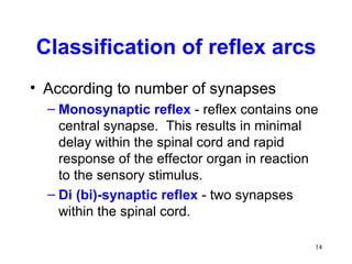 Spinal cord reflexes | PPT