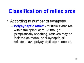 Spinal cord reflexes | PPT