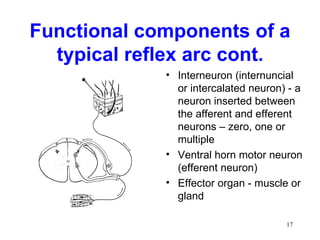 Spinal cord reflexes | PPT