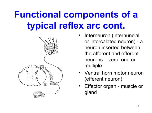 Spinal Cord Reflexes Ppt