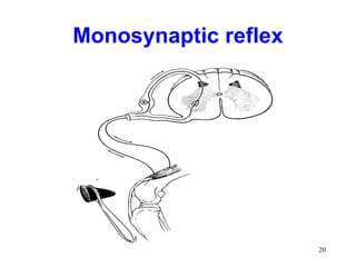 Spinal cord reflexes | PPT