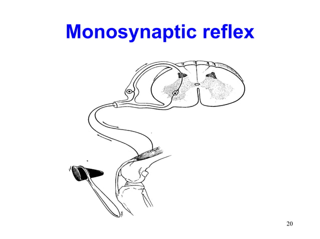 Spinal cord reflexes | PPT | First Aid | Injuries