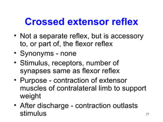Spinal cord reflexes | PPT