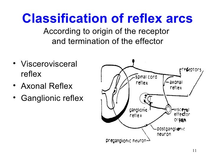Spinal cord reflexes