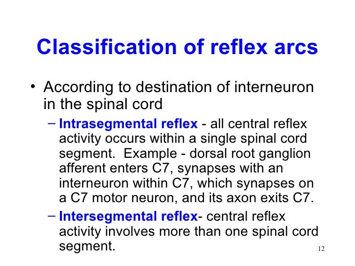 Spinal cord reflexes