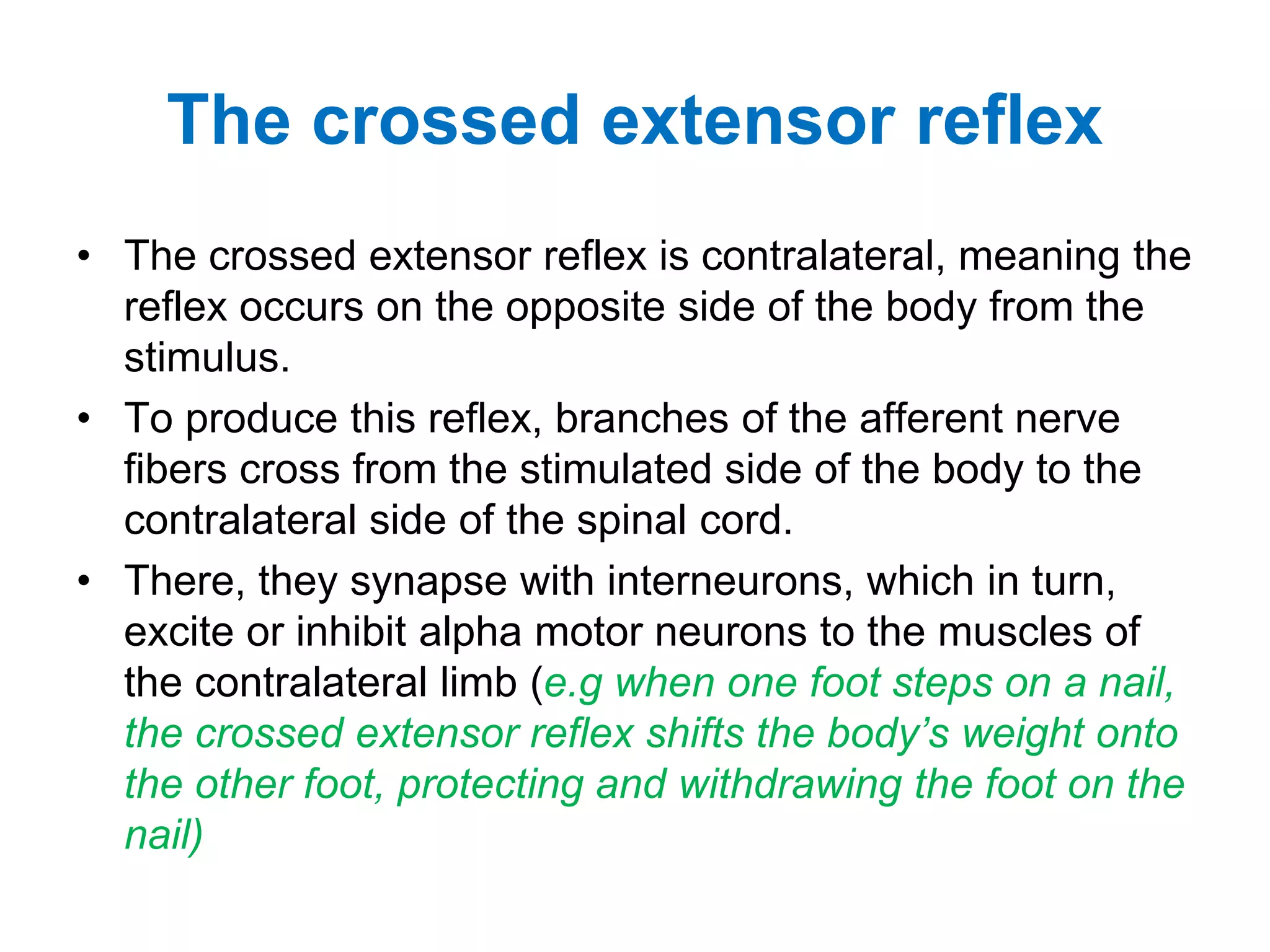 spinal cord reflexes.ppt