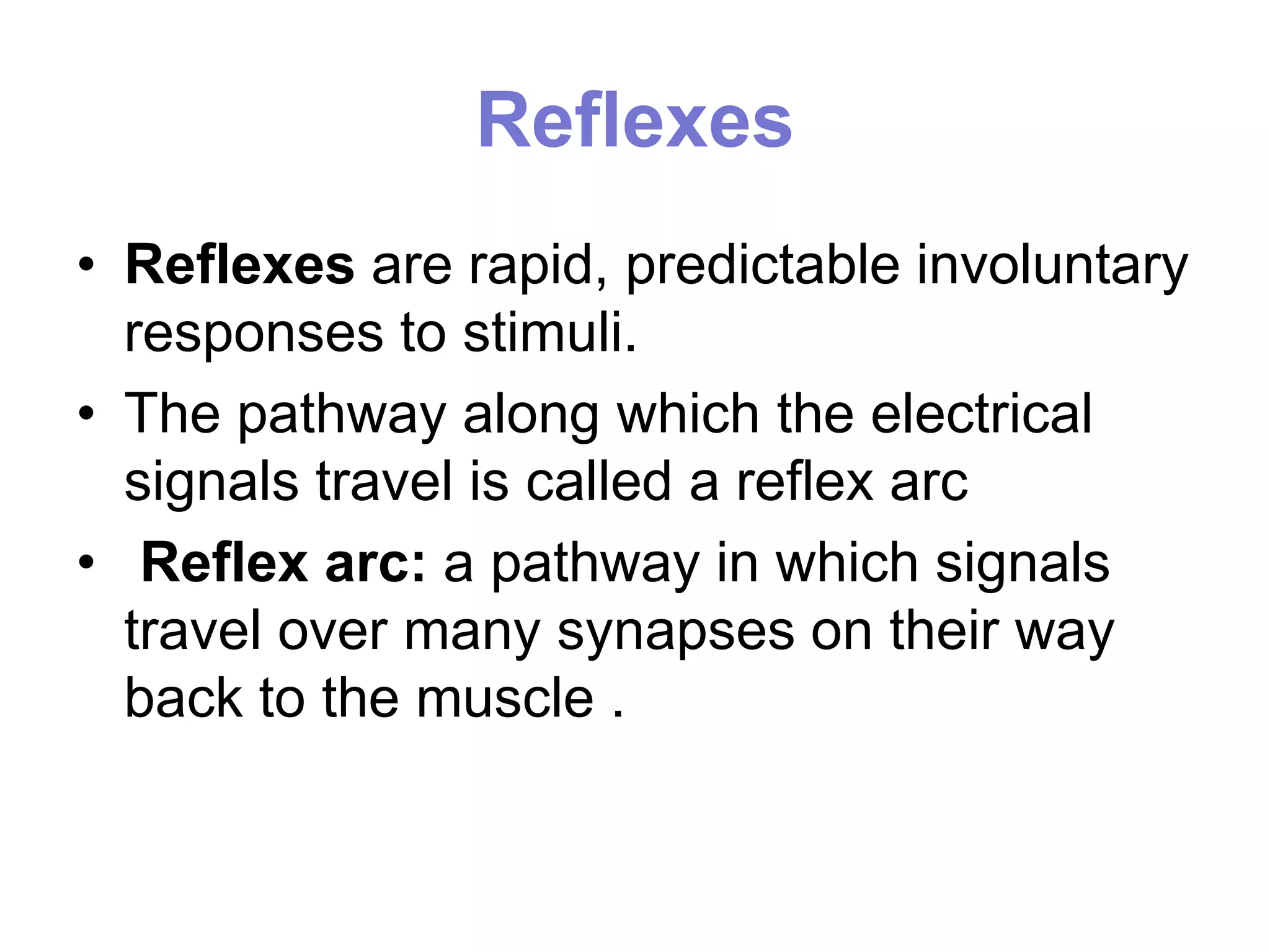 spinal cord reflexes.ppt