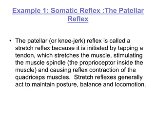 spinal cord reflexes.ppt