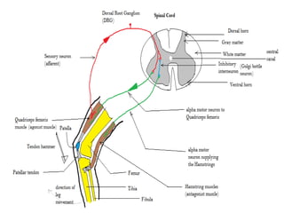 spinal cord reflexes.ppt