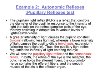 spinal cord reflexes.ppt