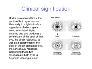 spinal cord reflexes.ppt