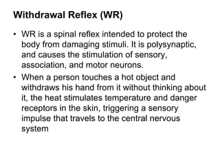spinal cord reflexes.ppt