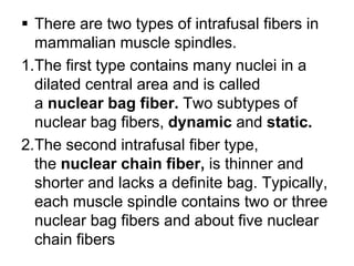 spinal cord reflexes.ppt