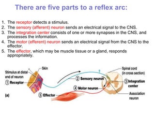 spinal cord reflexes.ppt