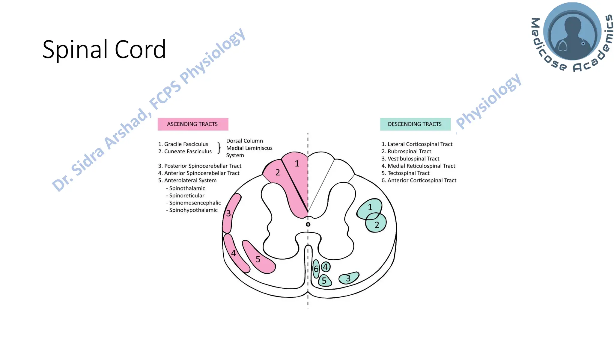 Motor Functions of the Spinal Cord - Spinal Cord Reflexes | PDF
