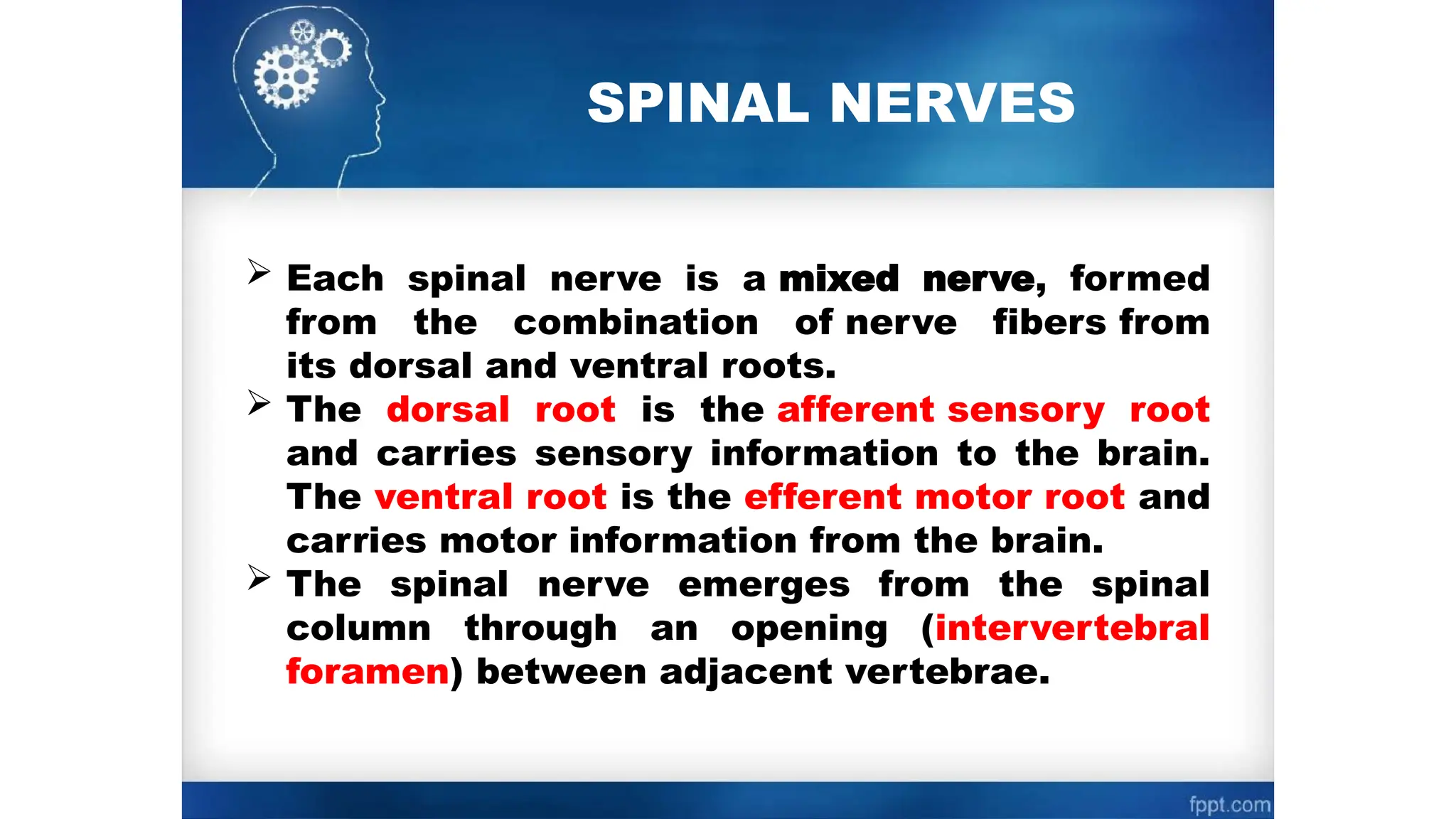 PHYSIOLOGY OF SPINAL CORD & SPINAL NERVES.pptx